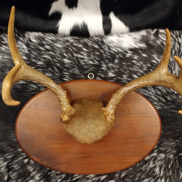 Deer Antler Mount - Etsy