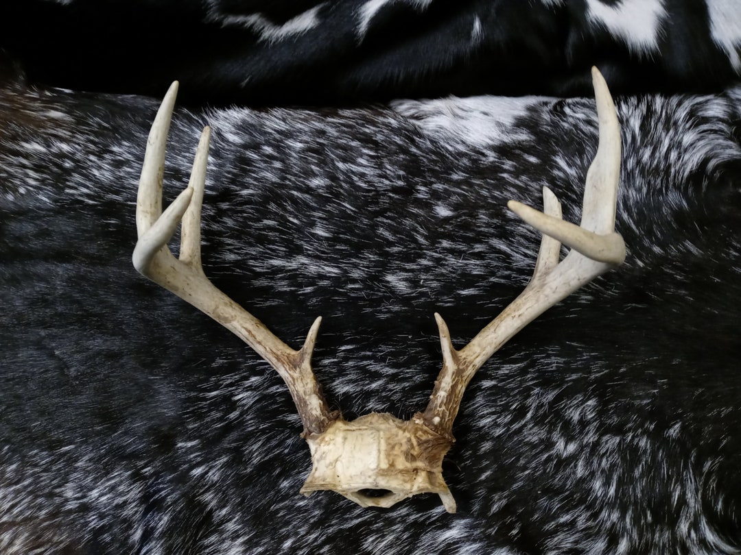 8 Point Deer Antlers - Etsy