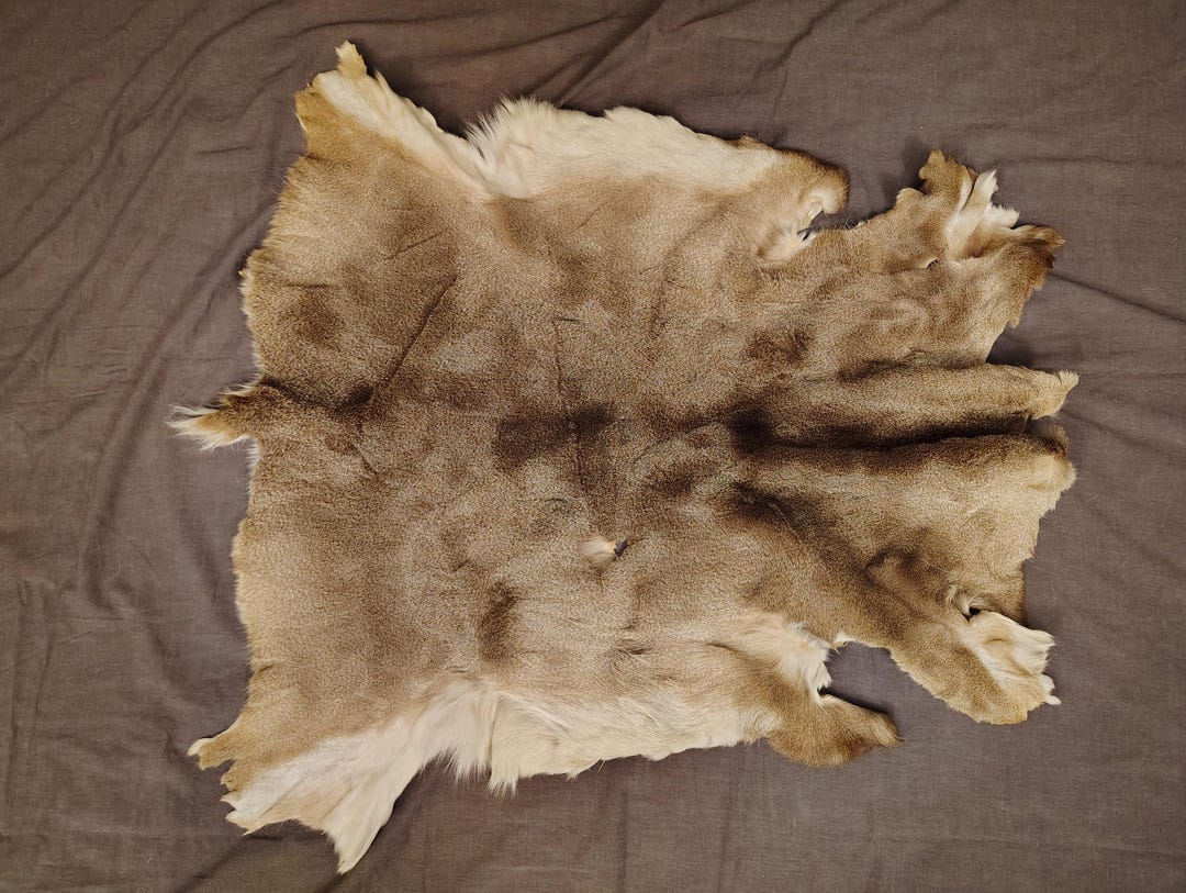 Whitetail Deer Hide - Etsy