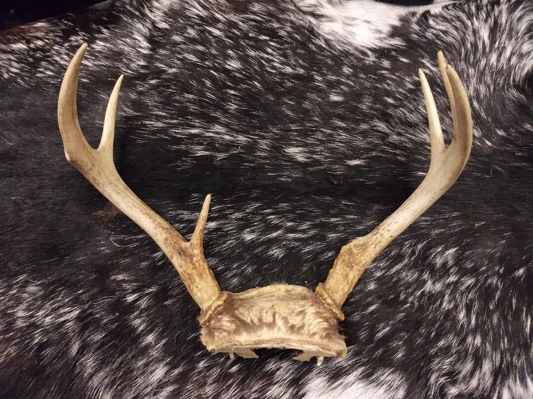 6 Point Deer Antlers - Etsy