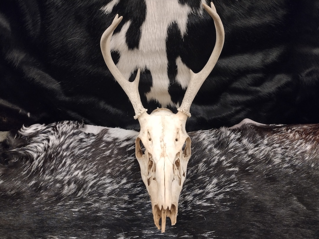 Whitetail Deer Skull With Antlers - Etsy