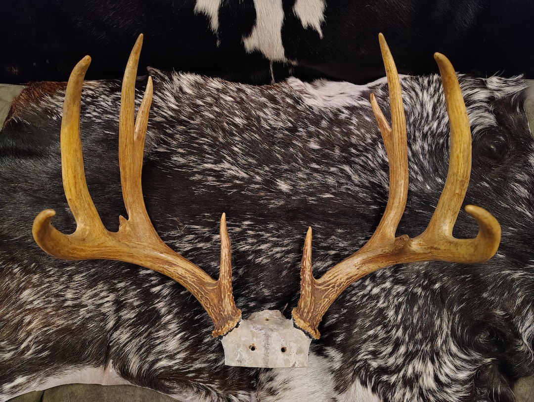 10 Point Mule Deer Antlers - Etsy