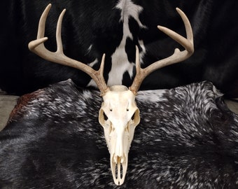Real WHITETAIL DEER ANTLERS 11 5 Pt. Skull Cap Mount Cabin, Lodge ...