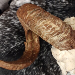 Ram Skull With Horns - Etsy