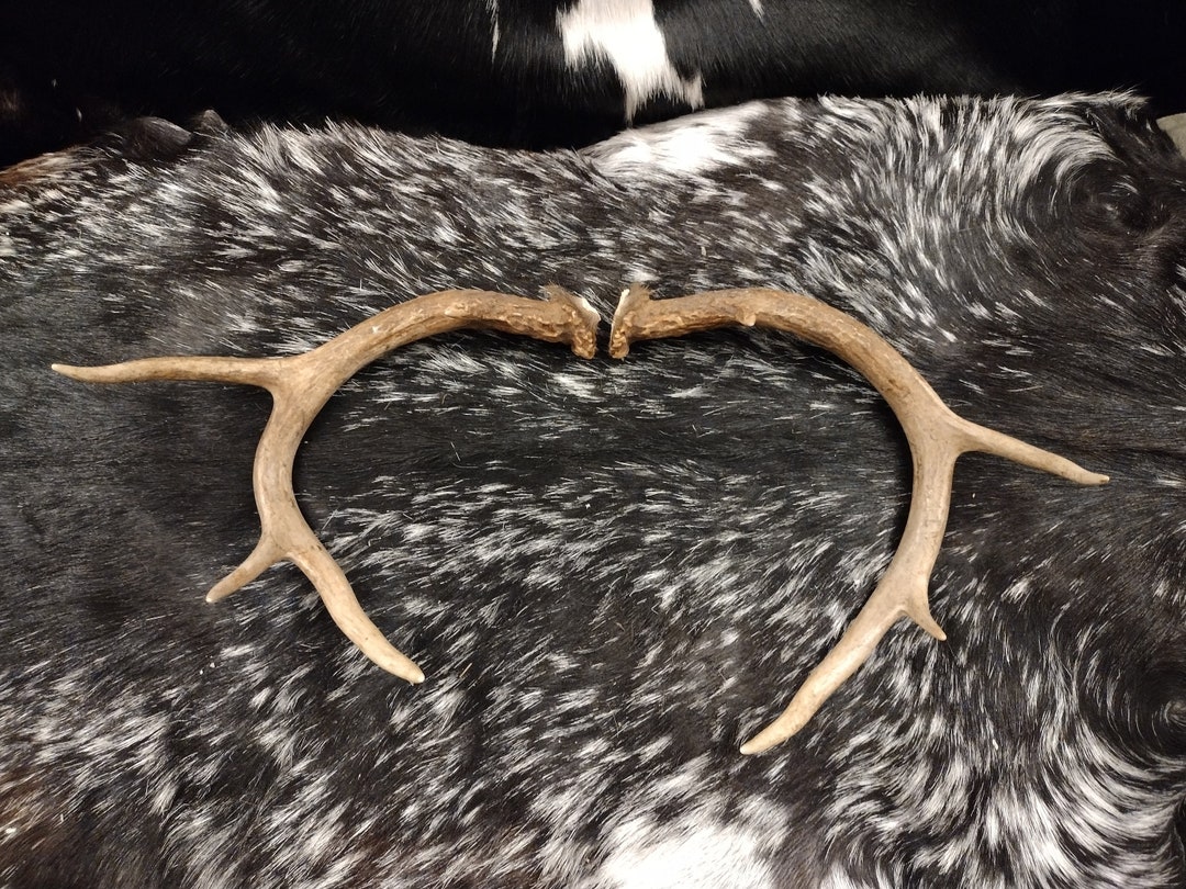 8 Point Deer Antlers -matched Pair - Etsy