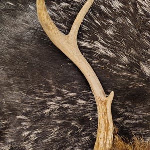 7 Point Deer Antlers With Face - Etsy