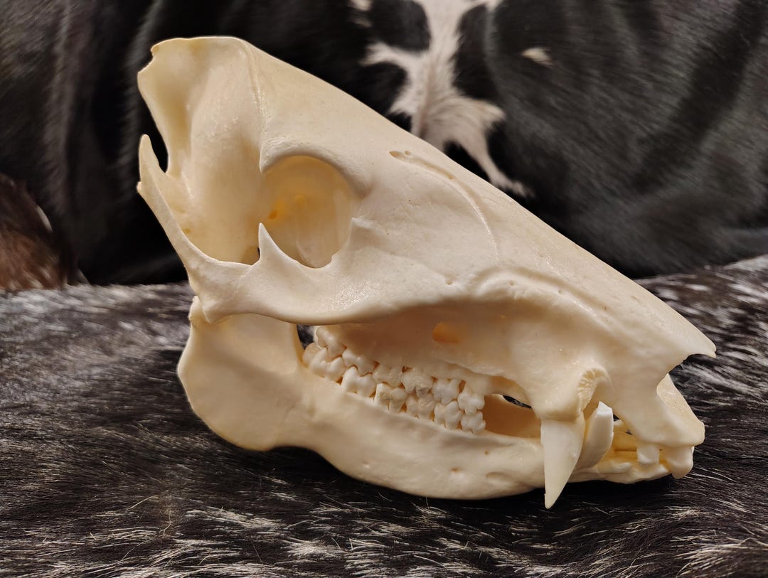 Javelina Skull - Etsy