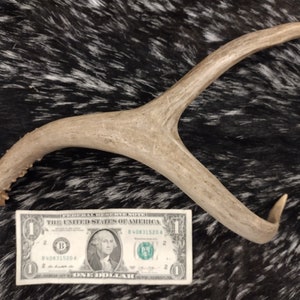 4 Point Mule Deer Antlers -matched Pair - Etsy