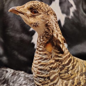 Sharp Tailed Grouse Mount - Etsy
