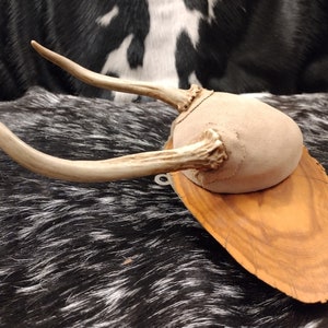 Spike Deer Antler Mount - Etsy