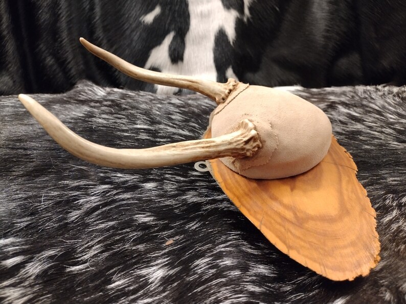 Spike Deer Antler Mount - Etsy