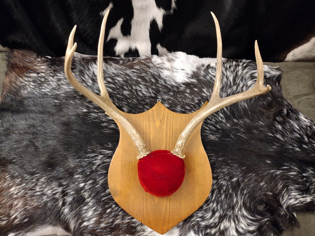 6 Point Mule Deer Antler Mount - Etsy