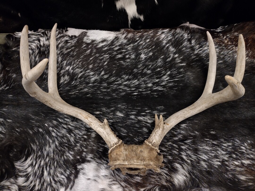 8 Point Deer Antlers - Etsy