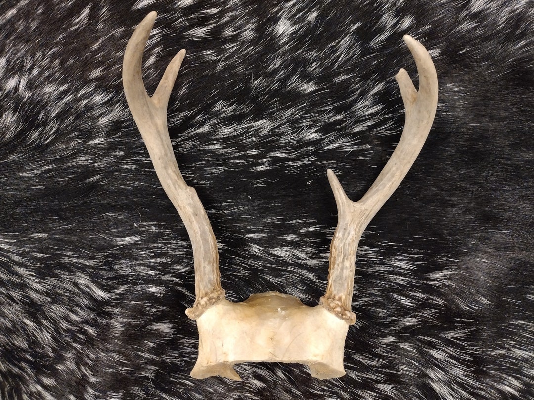 5 Point Deer Antlers - Etsy