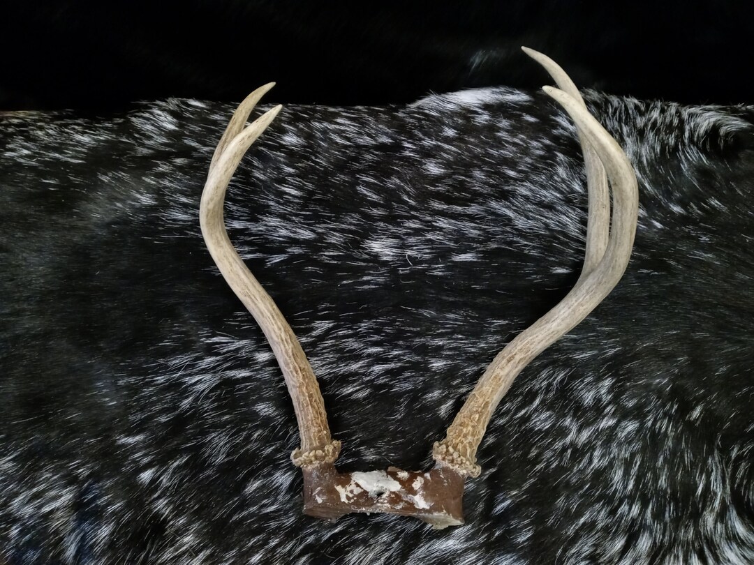 4 Point Mule Deer Antlers - Etsy