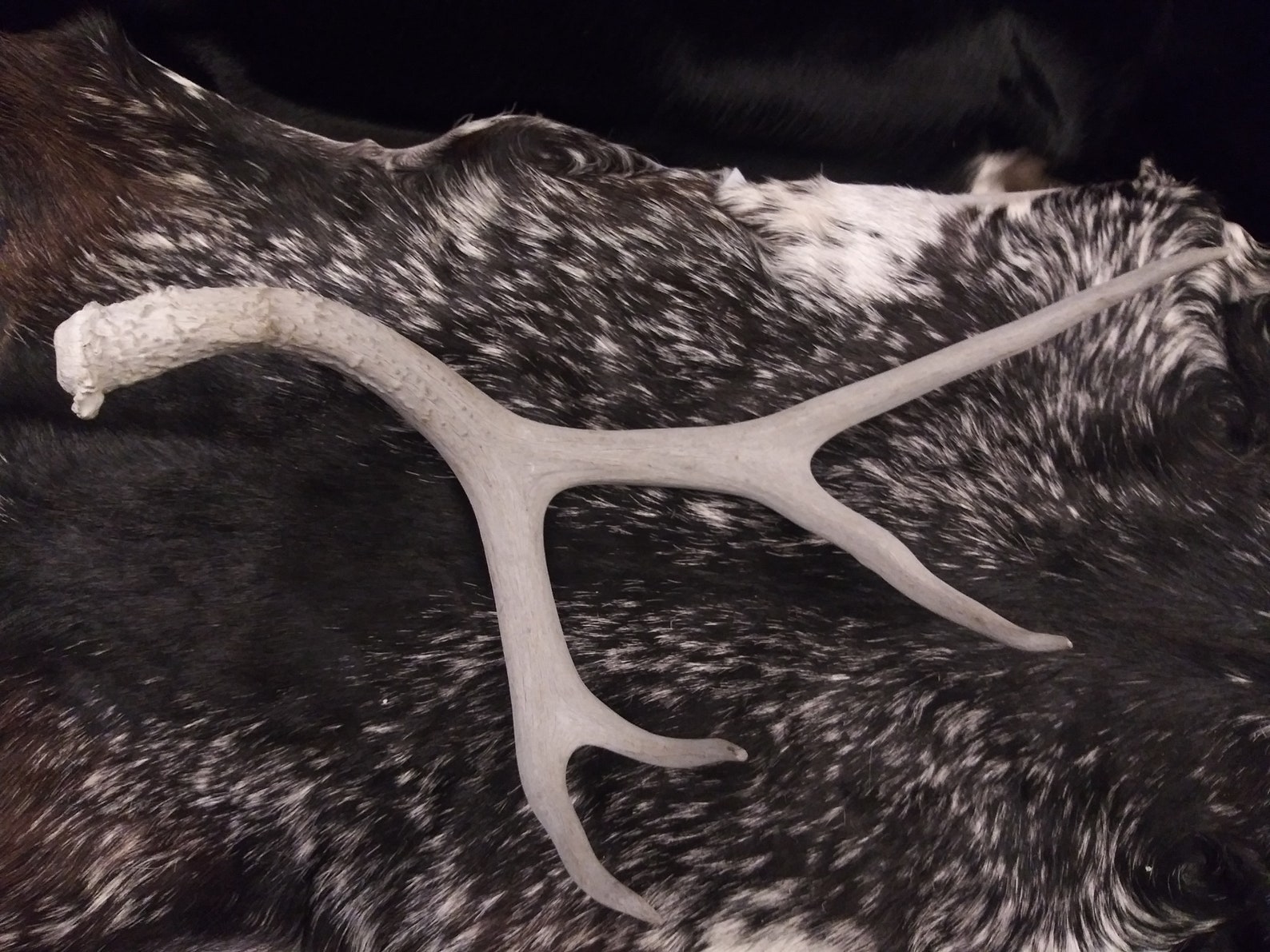 4 Point Mule Deer Antler Shed | Etsy