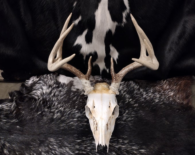 Whitetail Deer Skull With Antlers - Etsy