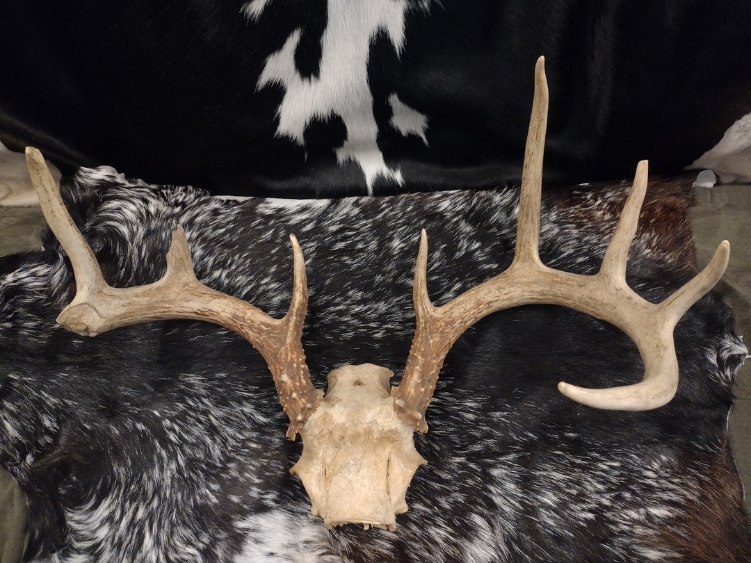 10 Point Deer Antlers - Broken - Etsy