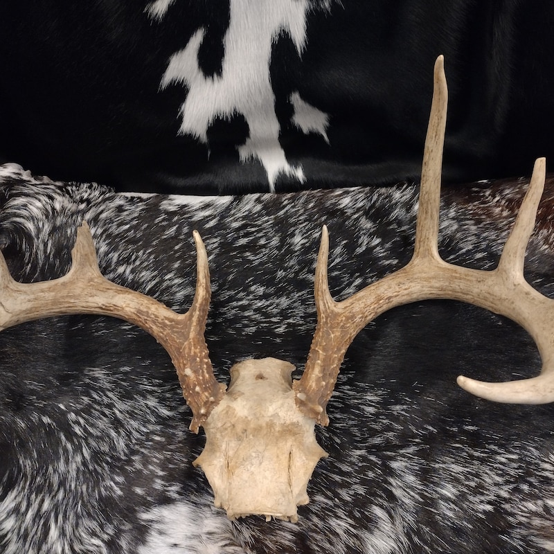 Antler Rack - Etsy
