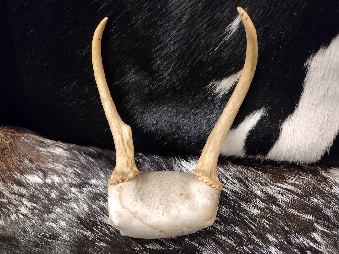 Spike Deer Antler Mount - Etsy