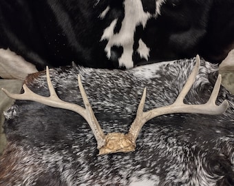 8 Point Deer Antlers - Etsy