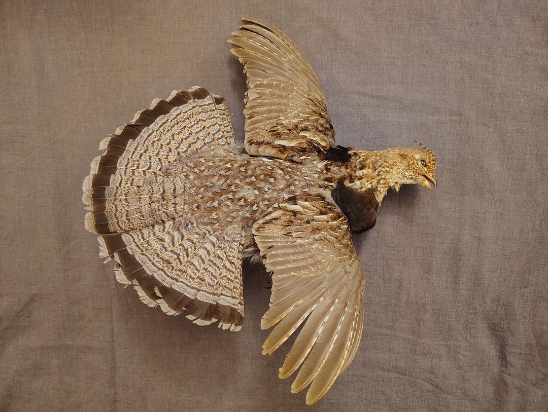 Fan Tailed Grouse Mount - Etsy