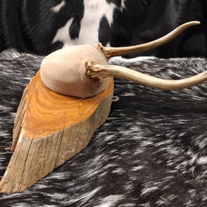 Spike Deer Antler Mount - Etsy