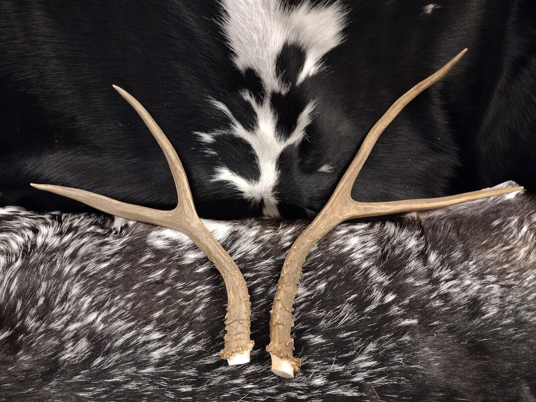 4 Point Mule Deer Antlers matched Pair - Etsy