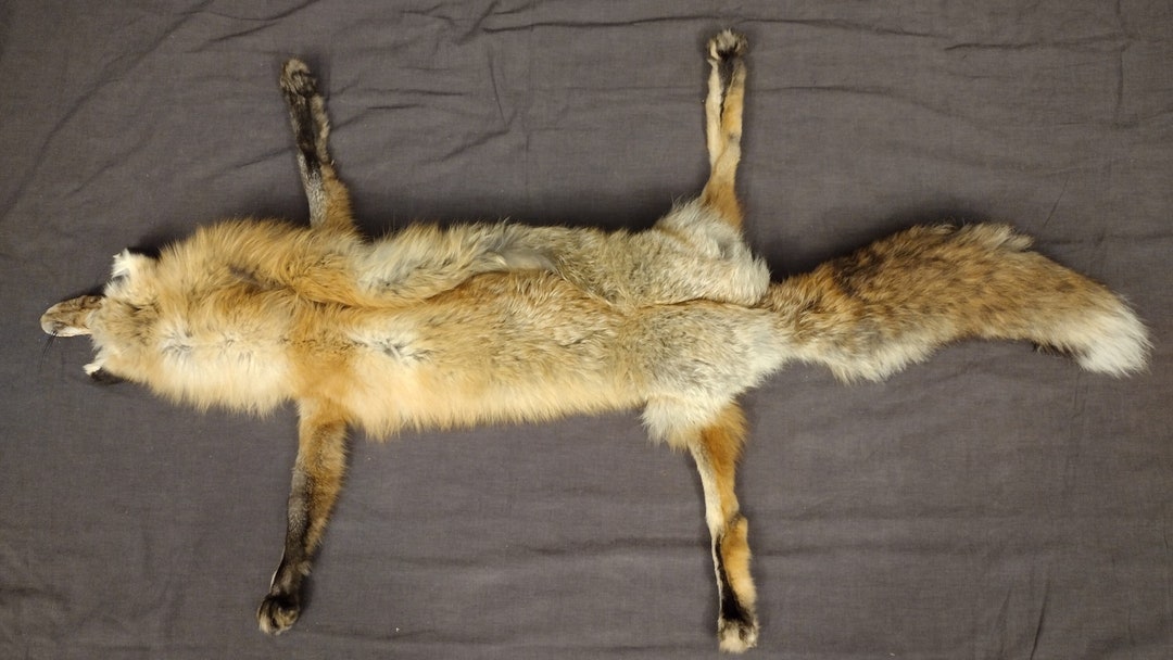 Fox Pelt - Etsy