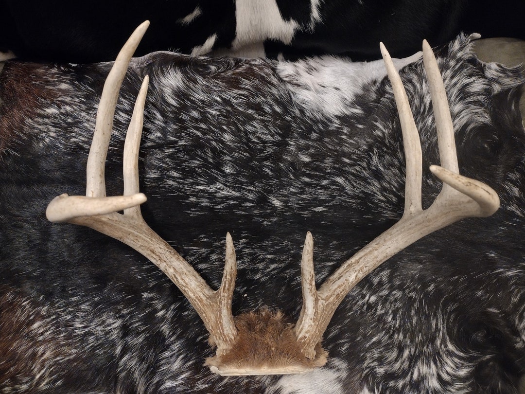 8 Point Deer Antlers - Etsy
