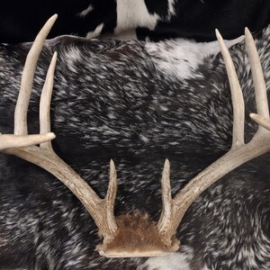 8 Point Deer Antlers - Etsy