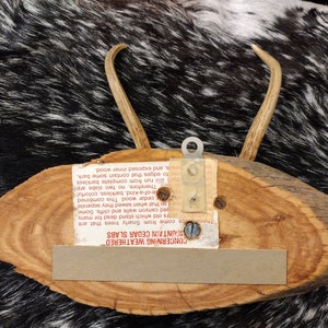 Spike Deer Antler Mount - Etsy