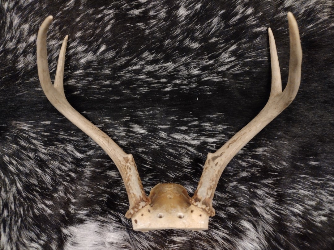 4 Point Deer Antlers - Etsy