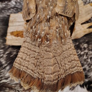 Fan Tailed Grouse Mount - Etsy