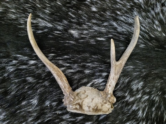 3 Point Deer Antlers Taxidermy & Curiosities Home Décor Home & Living ...