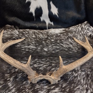 8 Point Deer Antlers - Etsy