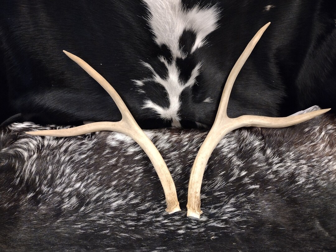 4 Point Mule Deer Antlers -matched Pair - Etsy