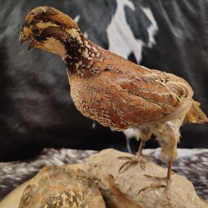Double Quail Mount - Etsy