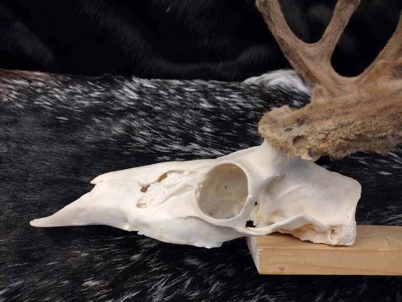 Mounted Mule Deer Skull With Antlers - Etsy