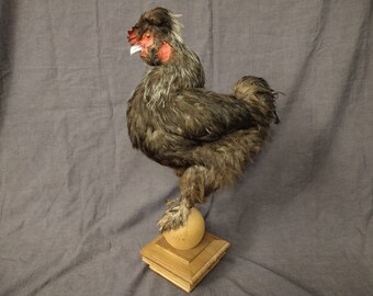 Chicken Mount - Etsy