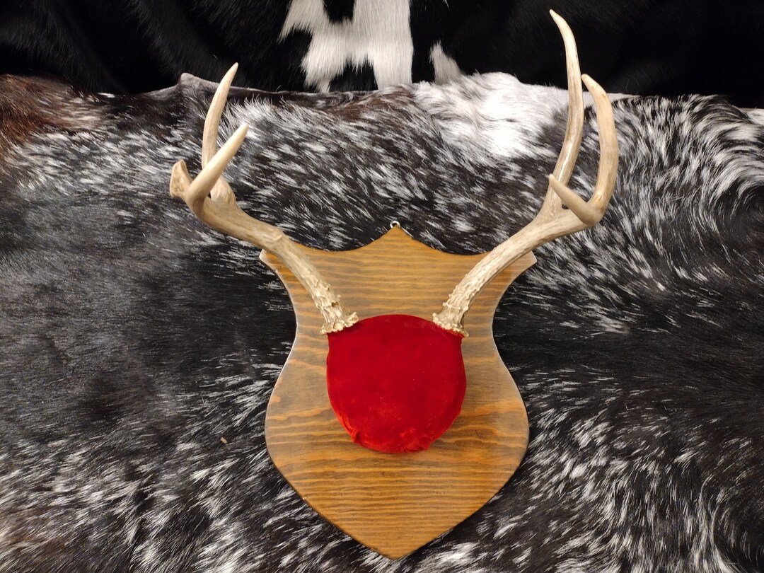 6 Point Mule Deer Antler Mount - Etsy