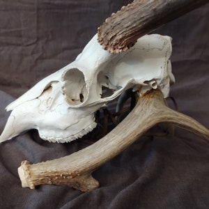 Deer Skull Lamp - Etsy