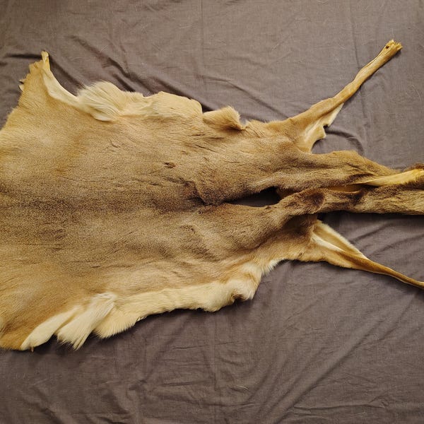Whitetail Deer Hide - Etsy