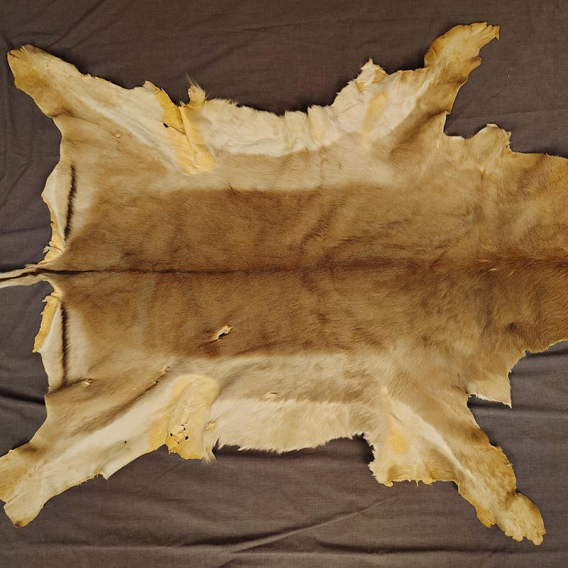 Springbok Hide - Etsy