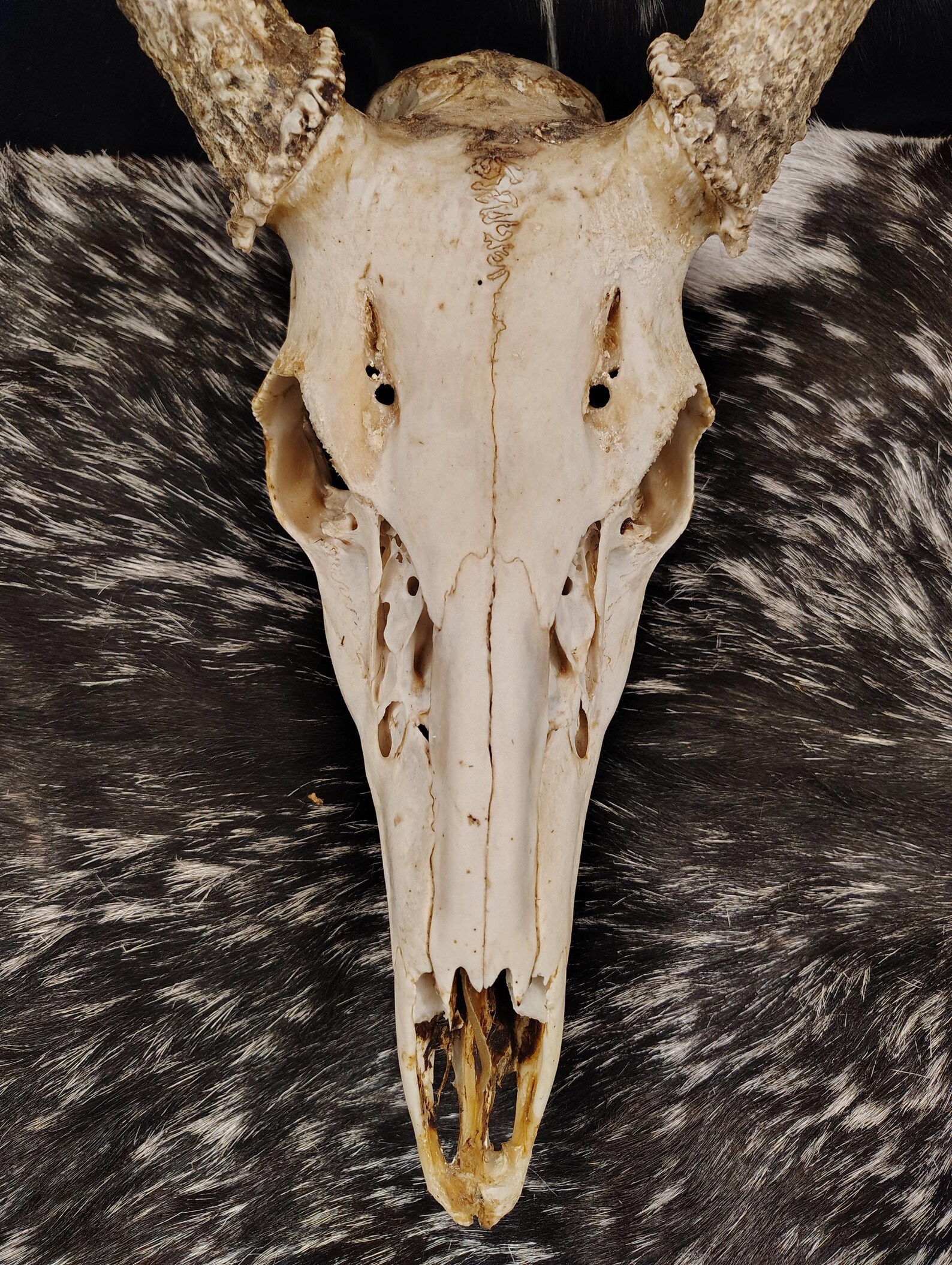 Whitetail Deer Skull With Antlers - Etsy