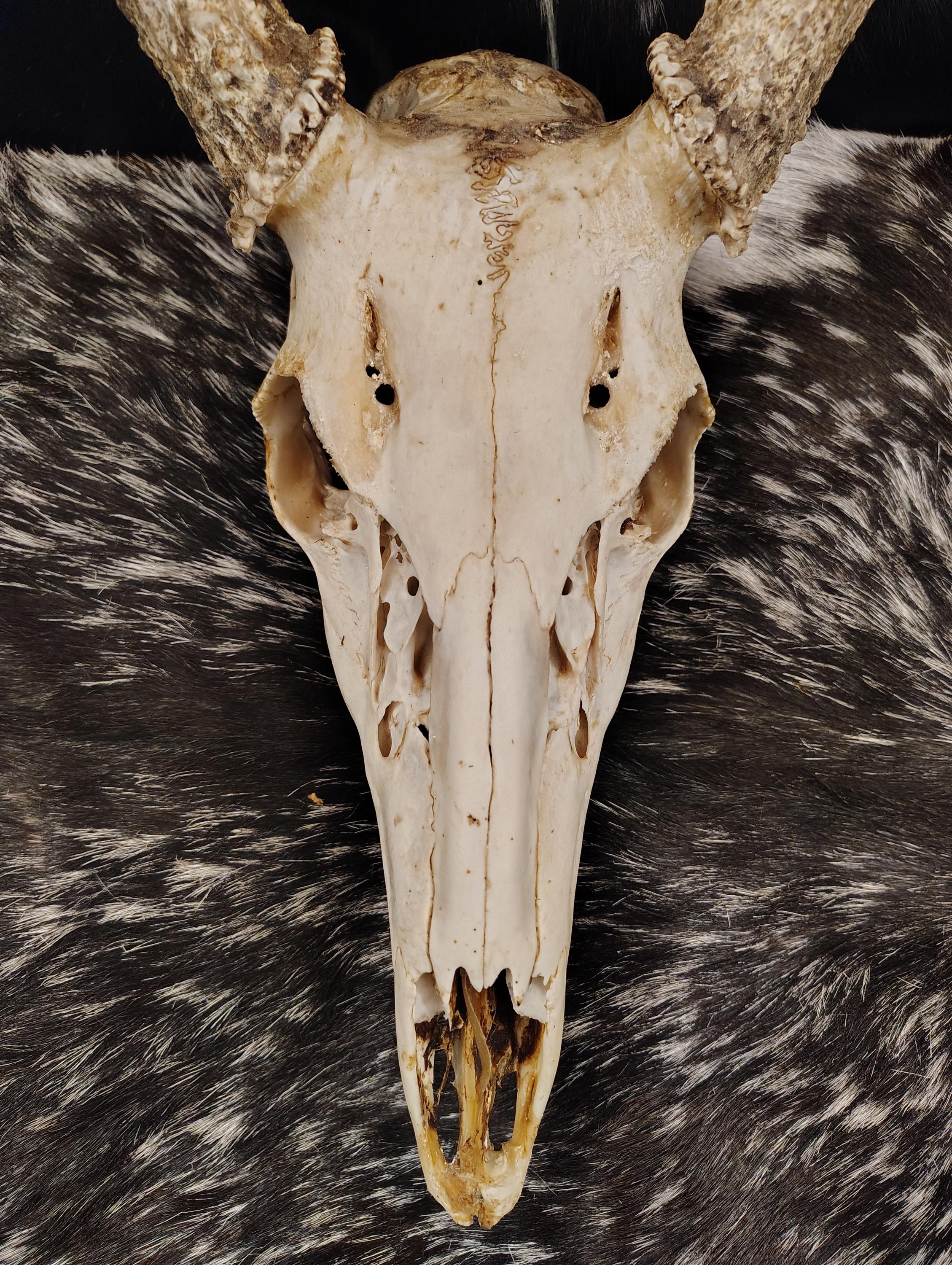 Whitetail Deer Skull With Antlers - Etsy