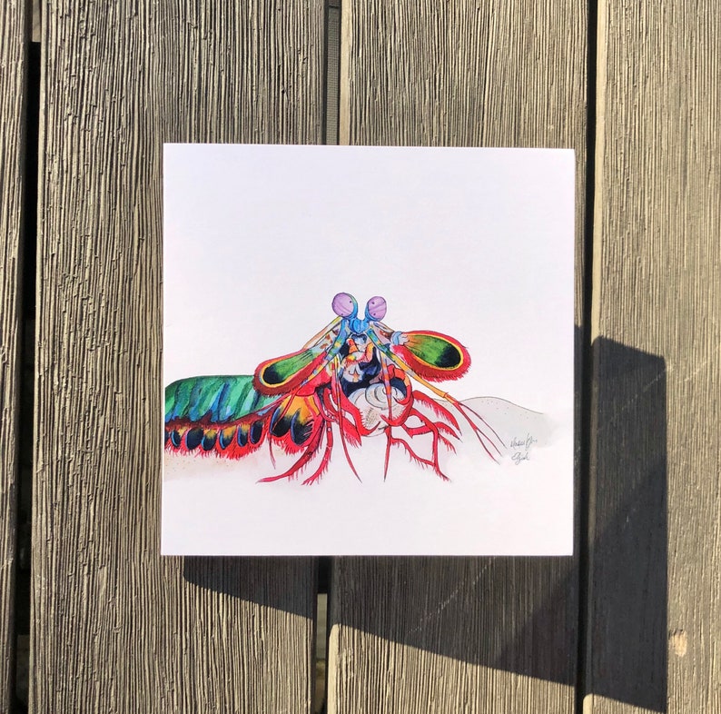 Mantis Shrimp With Shell Blank Card Original Illustration 4 - Etsy