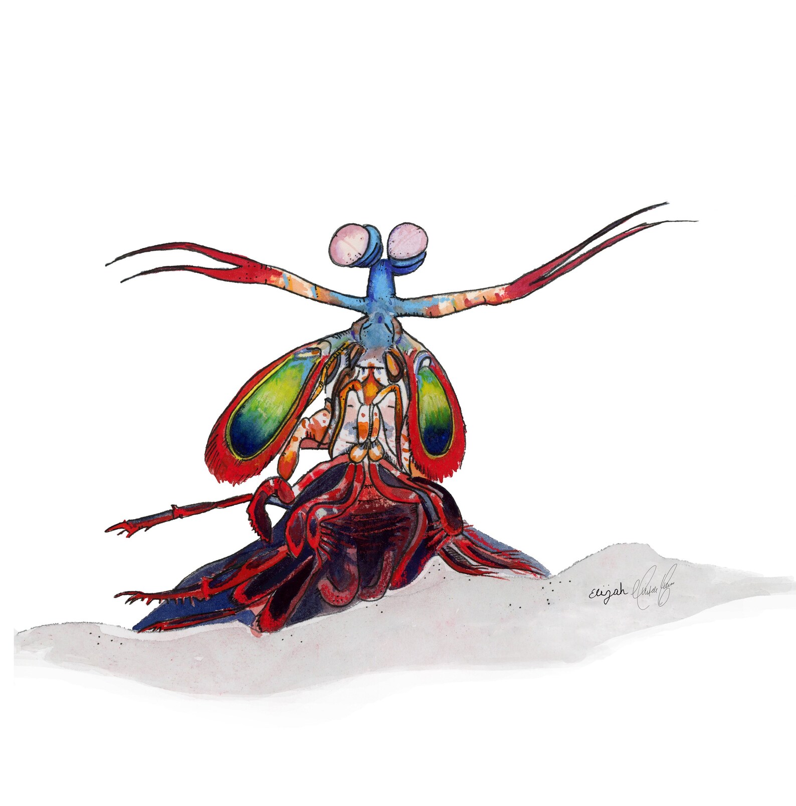 Art Print, Peacock Mantis Shrimp, Original Illustration - Etsy