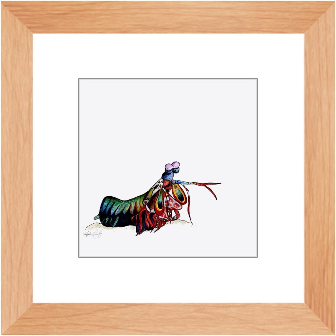 Framed Mantis Shrimp Print - Etsy