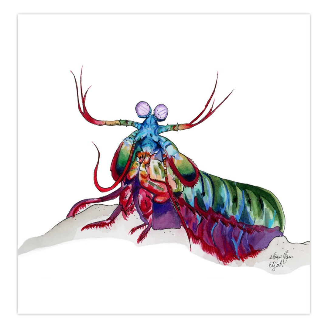 Mantis Shrimp Card # 3 - Etsy